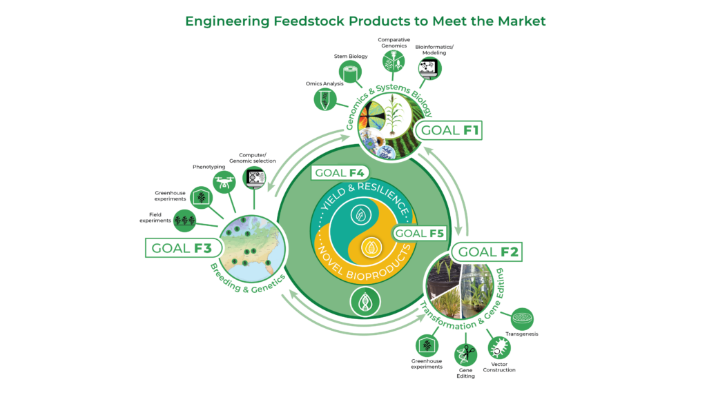 Feedstock Production - CABBI